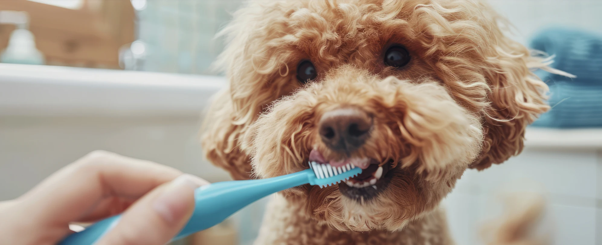 Cuida la higiene de tu perro - POEMA® Para Mascotas